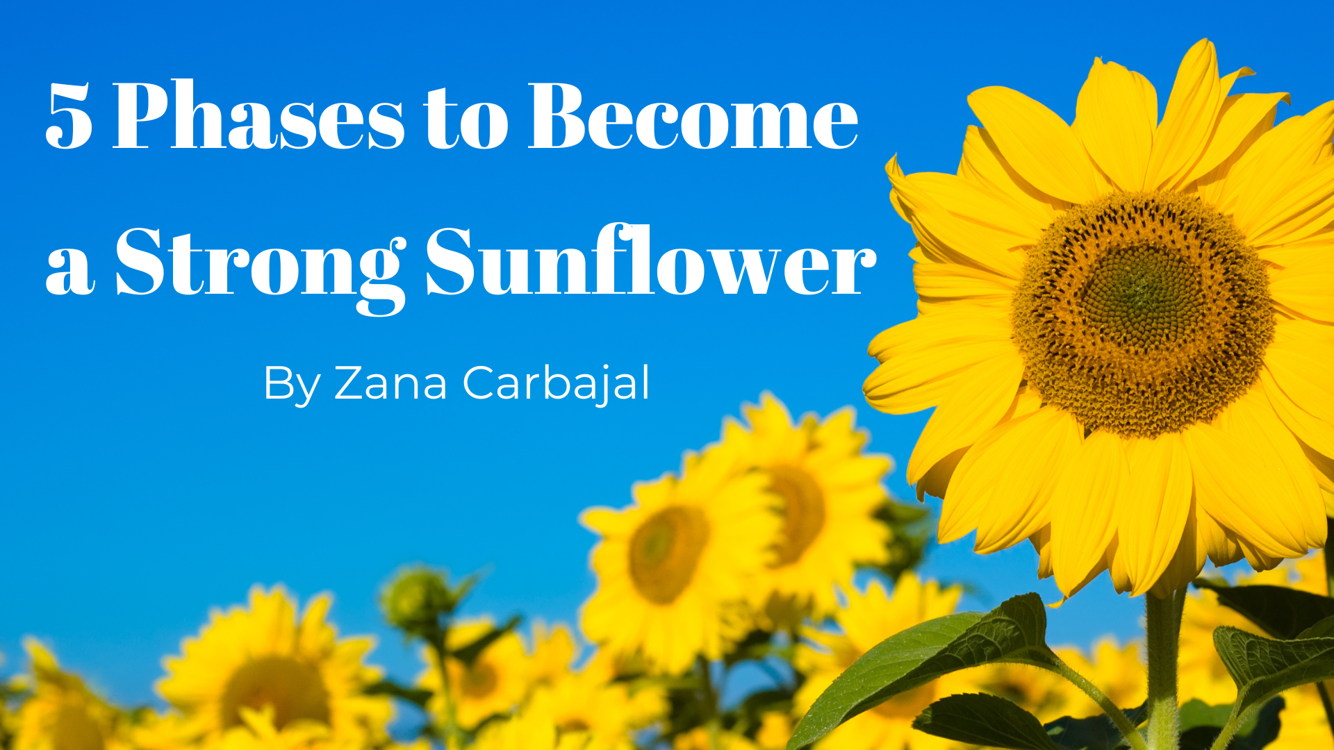 5 Phases to Become a Strong Sunflower – The Strong Sunflowers